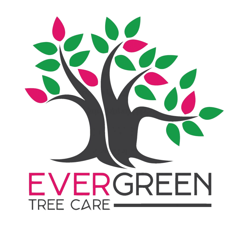 News - Evergreen Tree Care