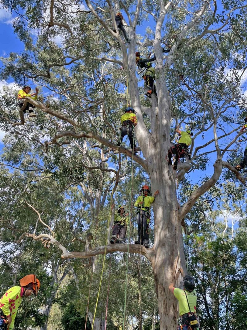 Tree Pruning Brisbane | Tree Lopping Brisbane & Arborist Services